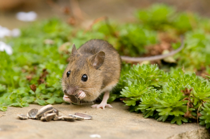 Adventures in Ecology - TERC